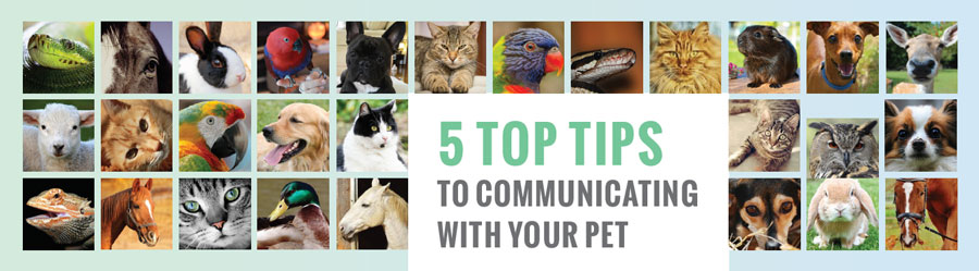5 Top Tips to communicate with your pet - Animal Speak